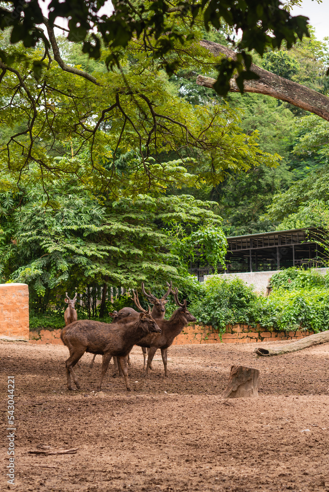 The Javan rusa or Sunda sambar (Rusa timorensis) is a deer species that ...
