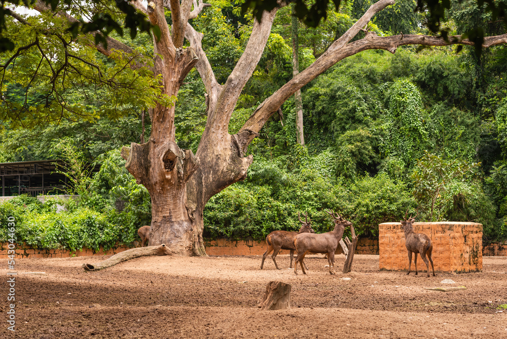 The Javan rusa or Sunda sambar (Rusa timorensis) is a deer species that ...