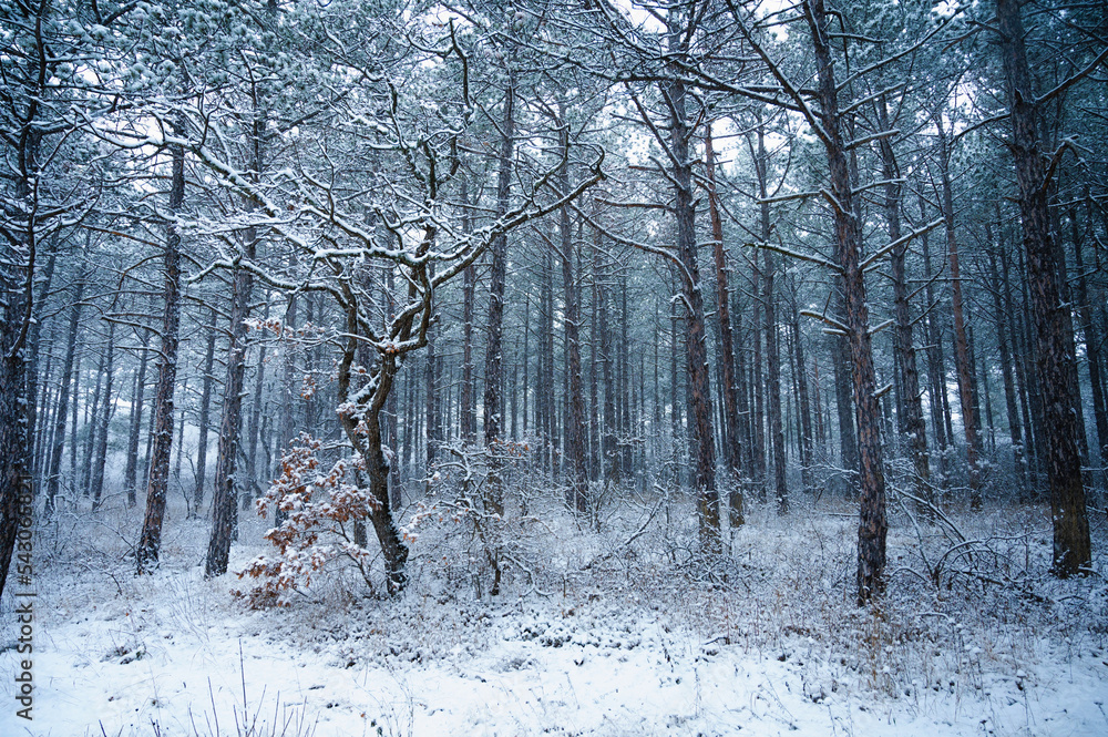 Winter in the pine forest Stock Photo | Adobe Stock