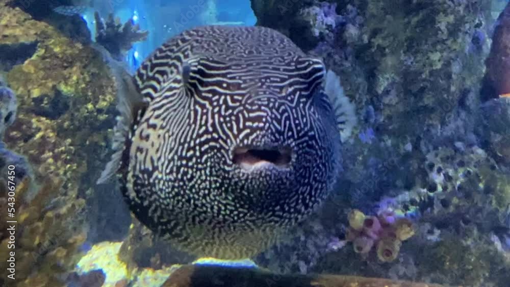 map puffer (Arothron mappa), also known as the map pufferfish ...