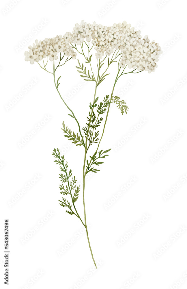 Watercolor illustration of yarrow isolated on white background Stock ...
