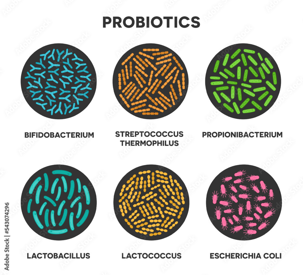 Probiotics in a circle. Microscopic probiotics. Bifidobacterium ...