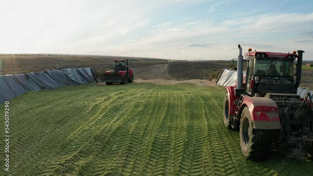 Two Red Tractors Tamp Silage in the Silo Trench. Forage For Animals ...