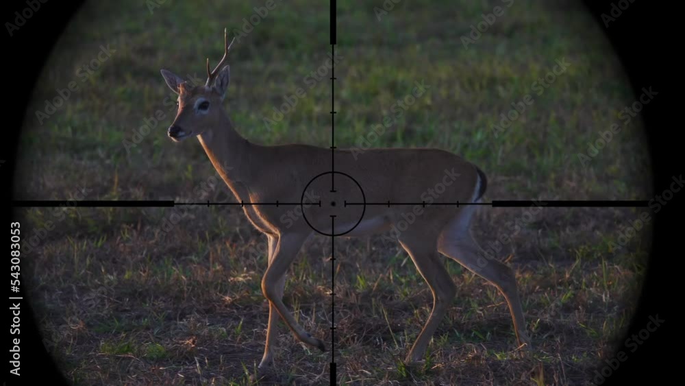 Deer in Gun Rifle Scope. Wildlife Hunting. Poaching Endangered ...