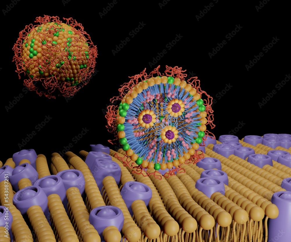 Polyethylene glycol (PEG)-lipid conjugates which have been used in ...