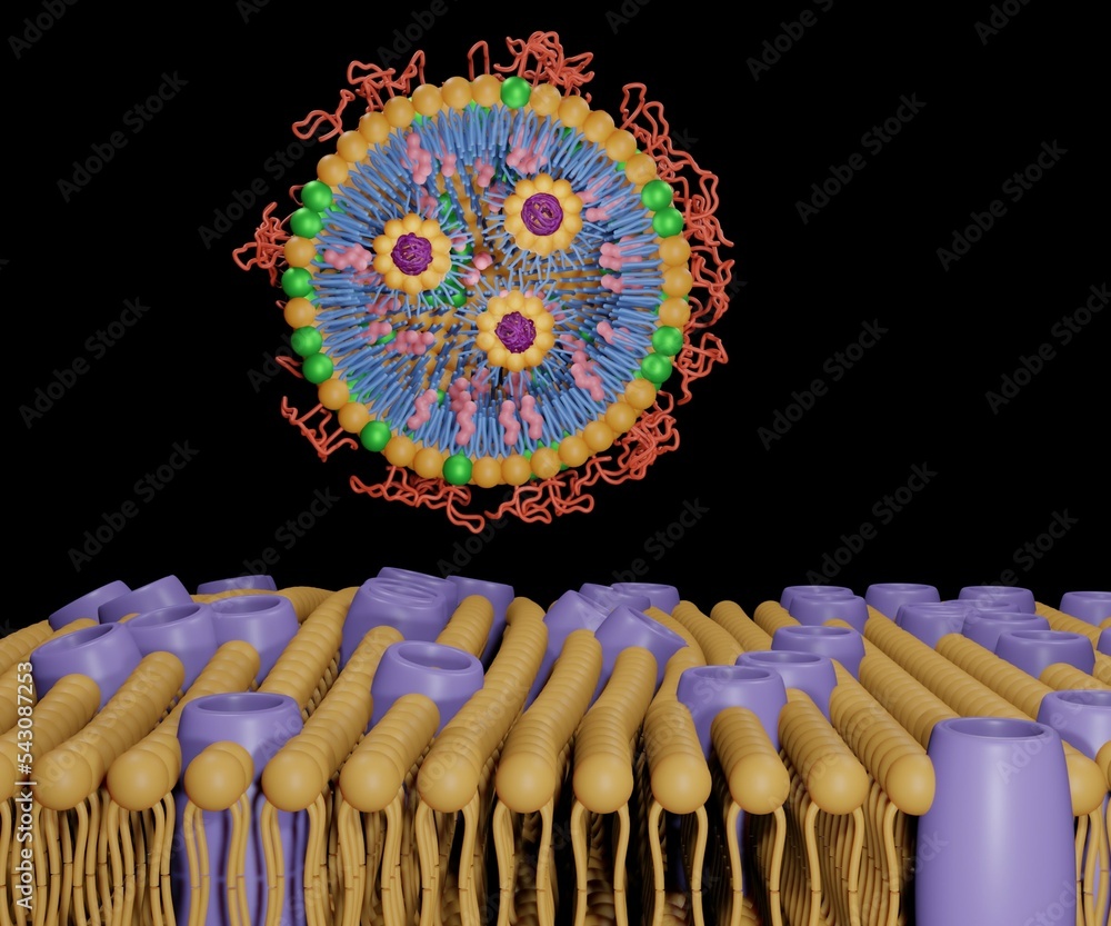 Polyethylene glycol (PEG)-lipid conjugates which have been used in ...