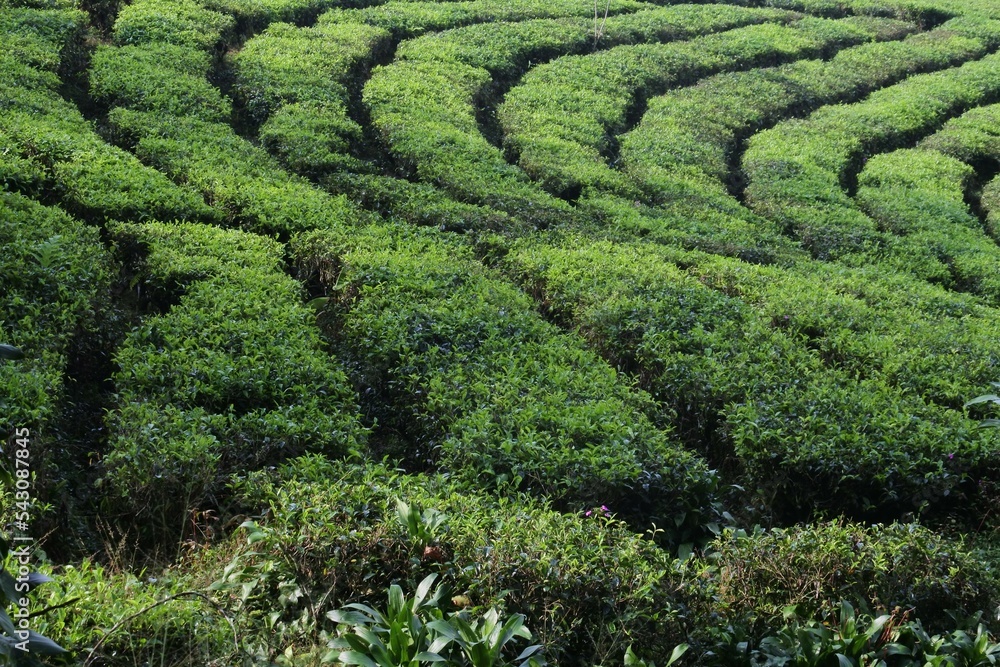 Young green fresh tea leaves on the tea bush close up. tea plantations ...