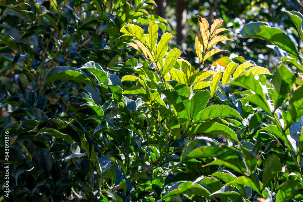 Akokô (Newulboudia laevis Seem). Planta de origem africana Stock-Foto ...