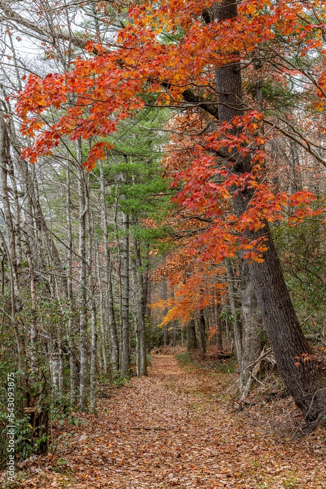 fall Stock Photo | Adobe Stock