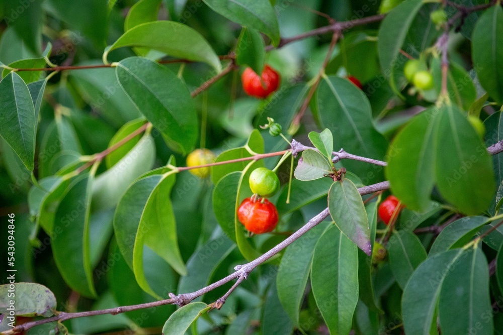 Pitanga (eugenia uniflora) é o fruto da pitangueira, dicotiledônea da ...