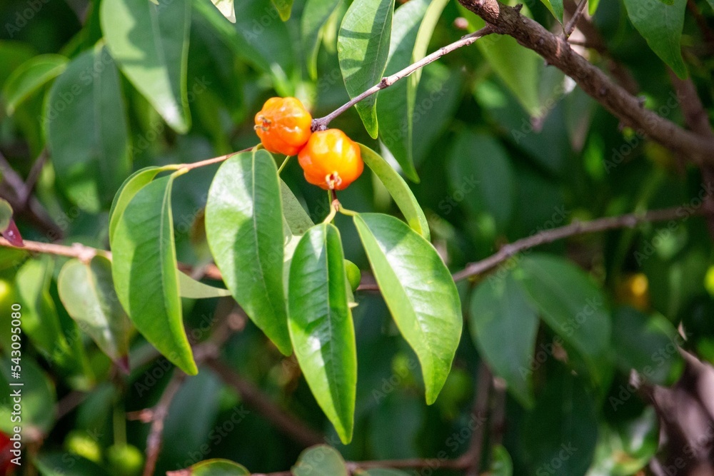 Pitanga (eugenia uniflora) é o fruto da pitangueira, dicotiledônea da ...