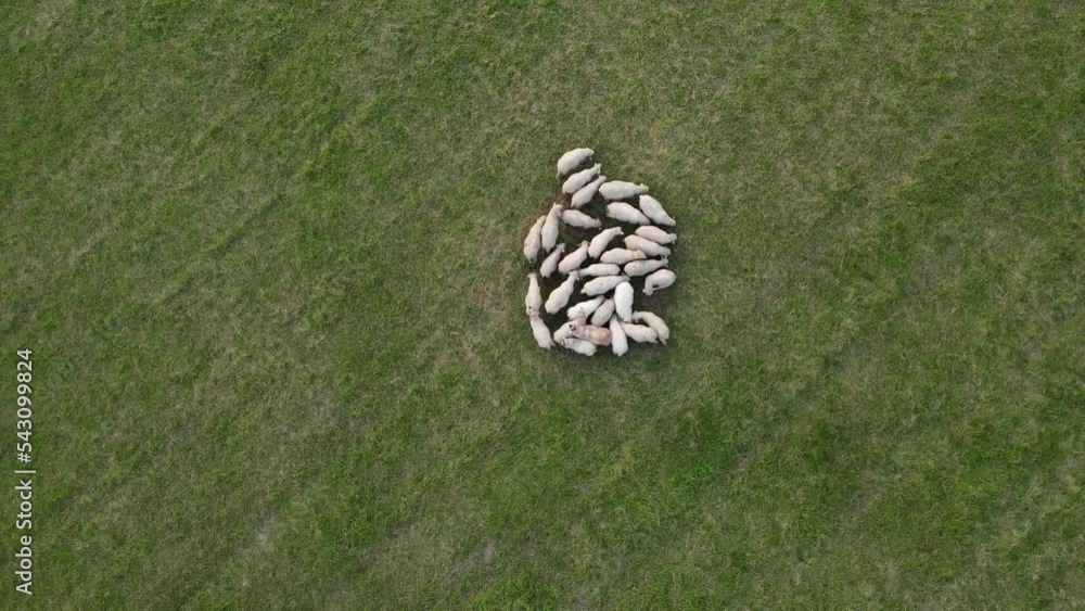 top view of small heard of white sheep in a green field Stock Video ...