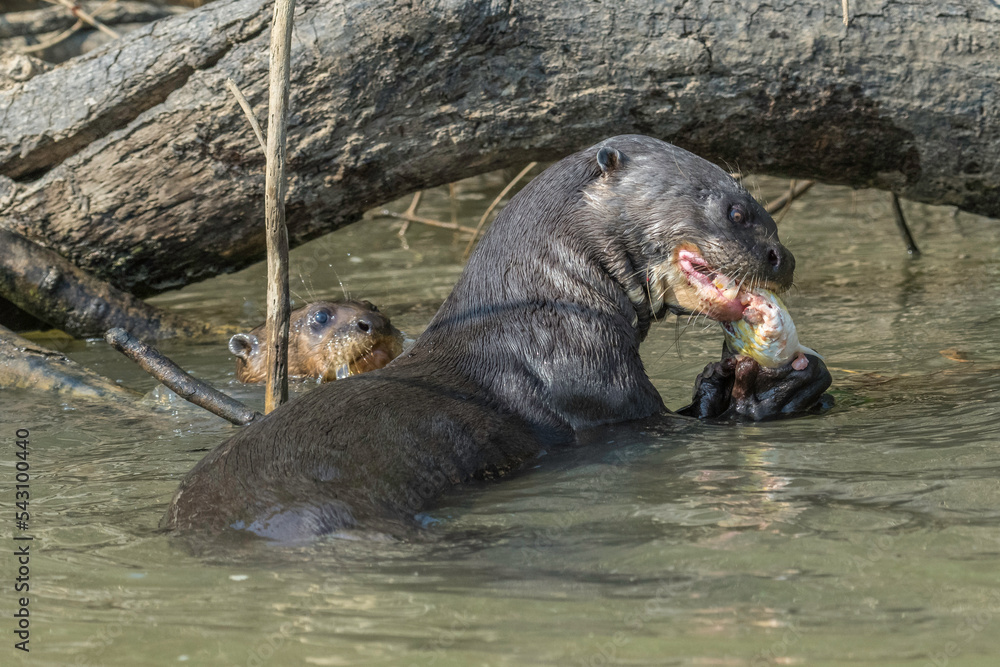 Family breakfast - giant otter and pup at breakfast time in the ...