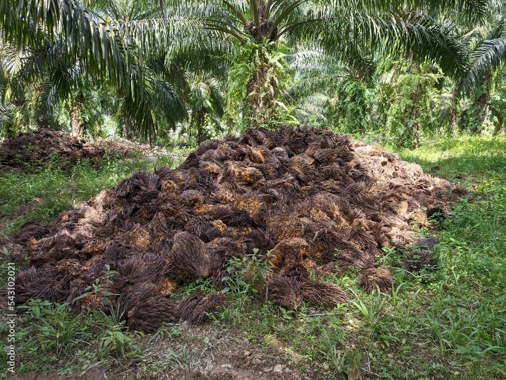 Oil Palm waste (janjangan kosong) in Kalimantan plantations is turned ...