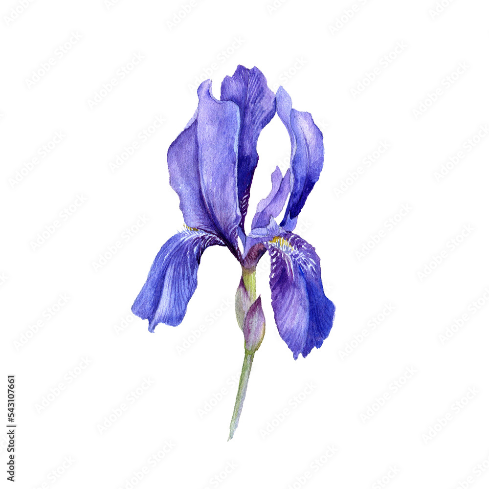 watercolor drawing flower of iris, Limniris isolated at white ...