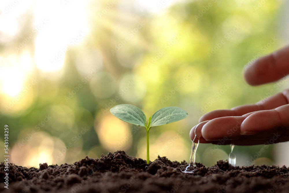 Farmers are watering small plants by hand with the concept of World ...