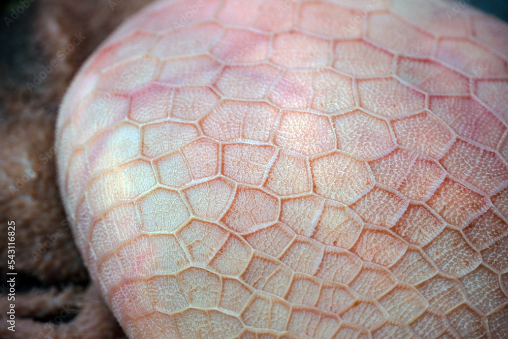 Goat mutton raw flesh meat intestine spleen cleaning for cooking food ...