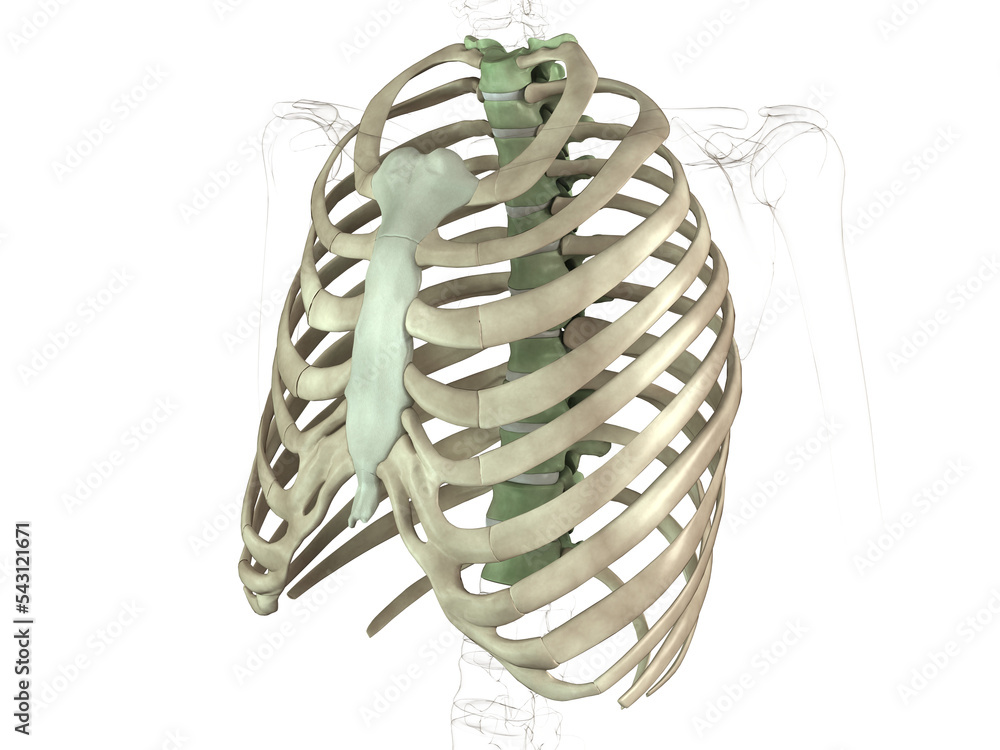 Thorax Stock Illustration | Adobe Stock