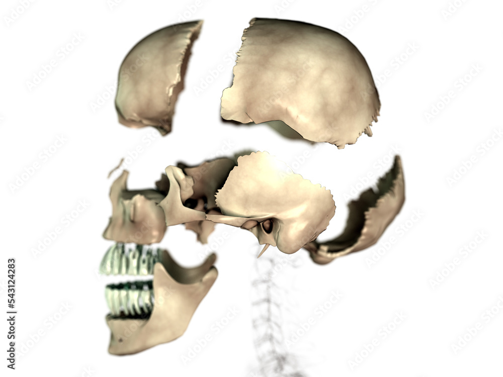 Cranium - exploded view - side Stock Illustration | Adobe Stock