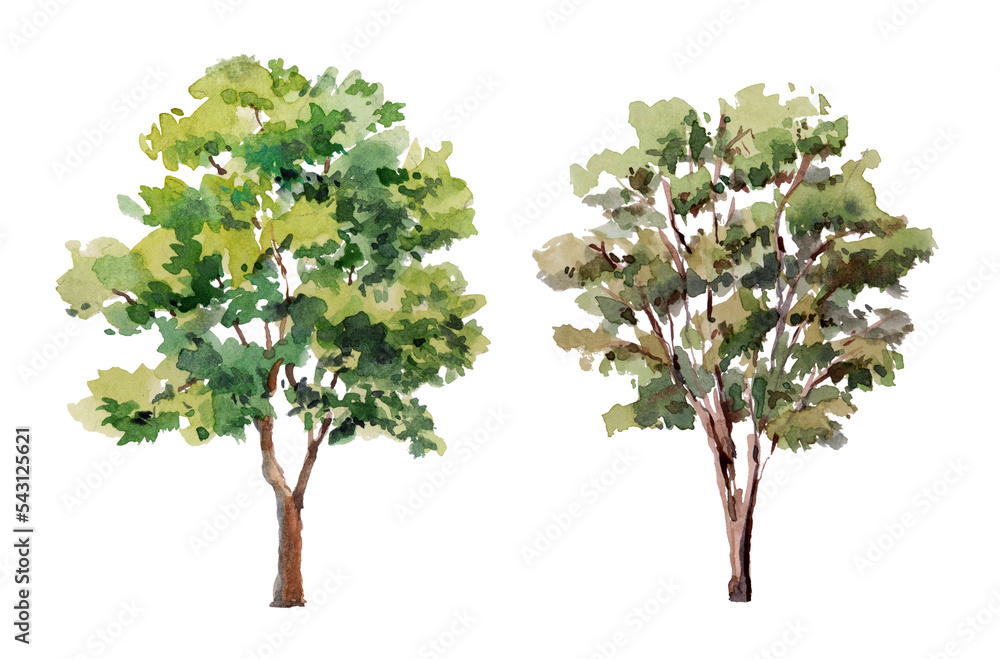 Set of full-grown trees, watercolor isolated on white or transparent ...
