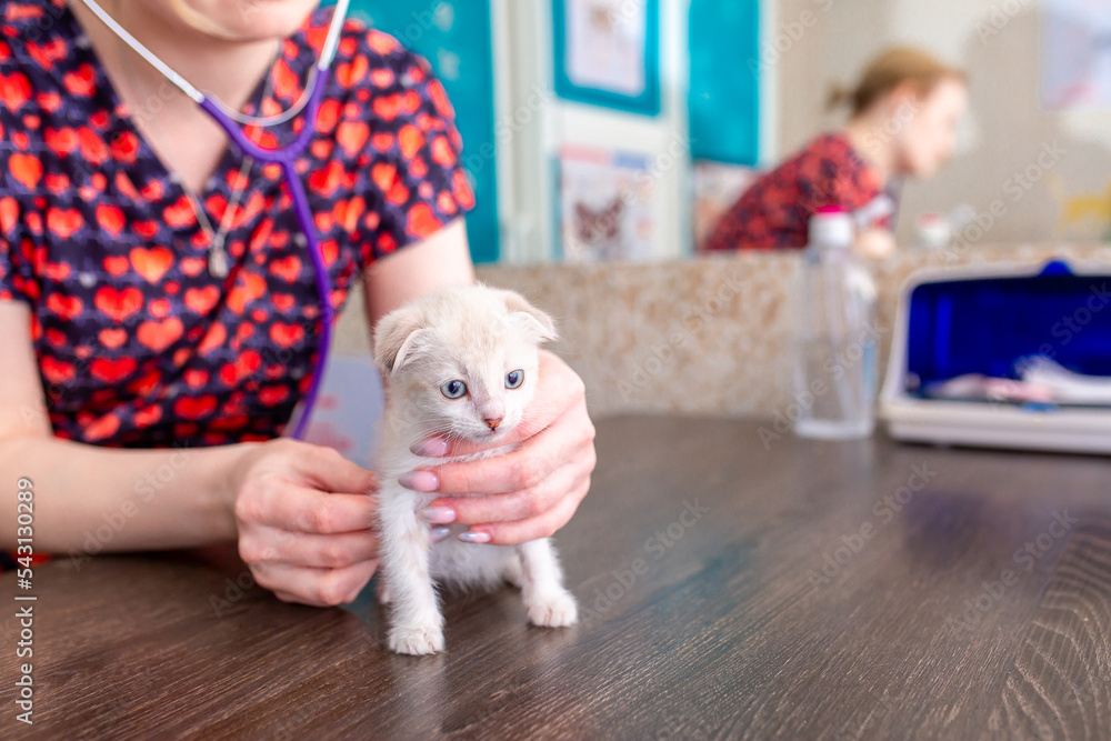 Veterinarian examines a kitten in a veterinary clinic. The doctor ...