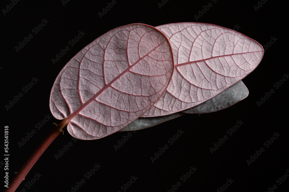 Phyllanthus Mirabilis leaf closing close up with isolated black ...