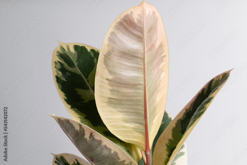 Ficus Elastica Tineke aka Rubber Fig variegated plant leaf close up in ...
