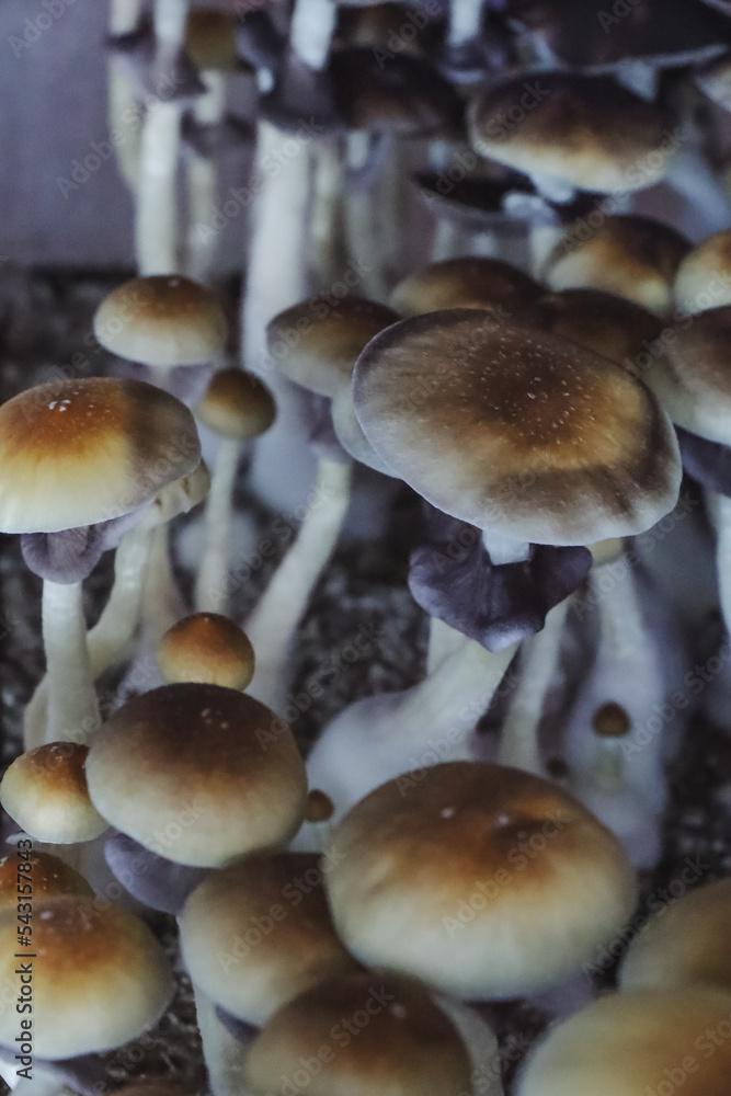 Microgrowing of Psilocybe Cubensis mushrooms. Mycelium of psilocybin ...