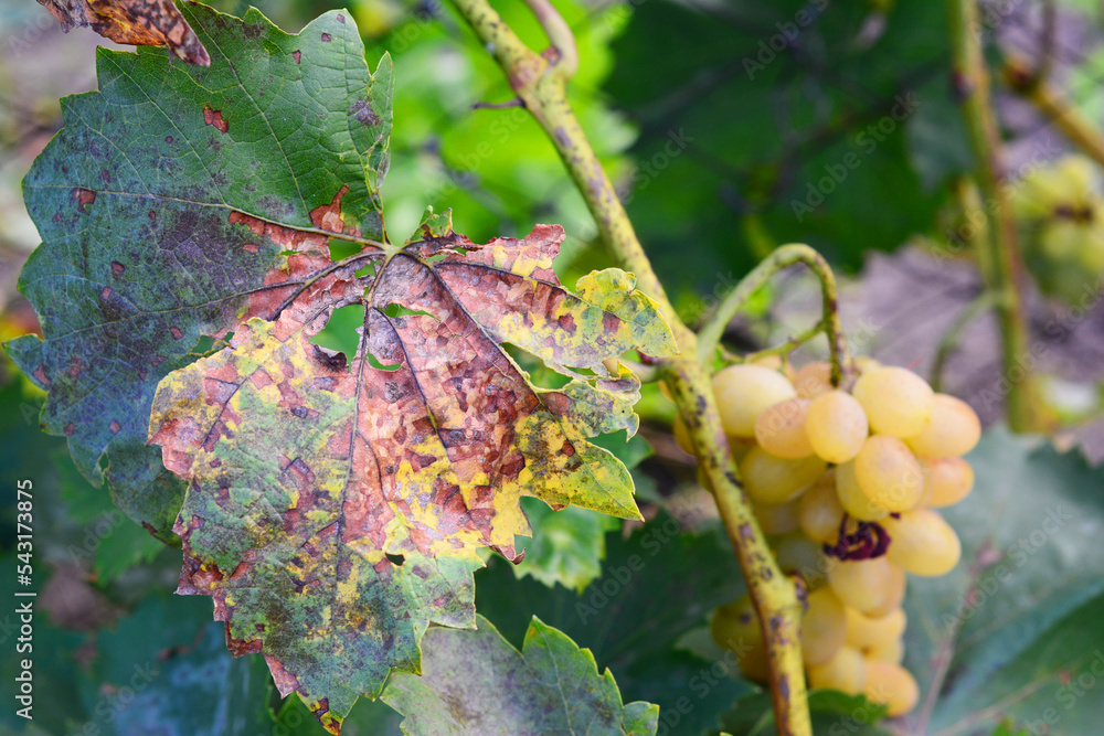 Anthracnose of grapes, fungus disease. Anthracnose of grapes, caused by ...