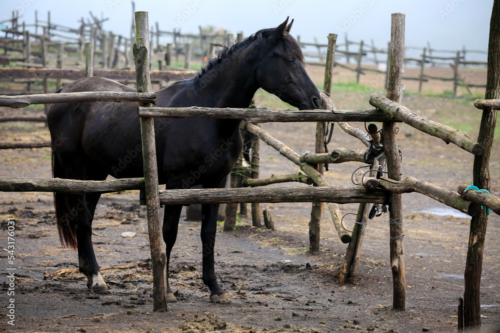 One black horse profile in open air stall in foggy morning . Mall stand ...