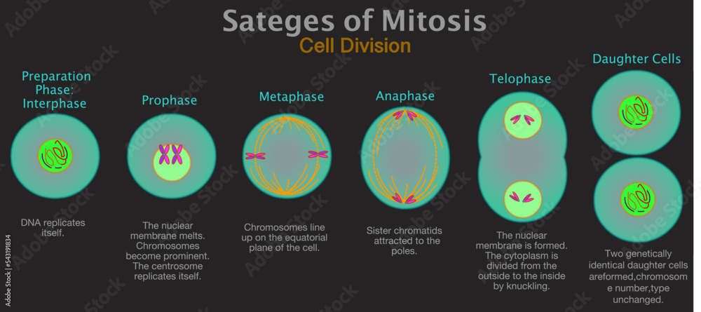Mitosis phases. Cell division diagram cycle stages. Membrane melts, chromosomes, chromatids ...