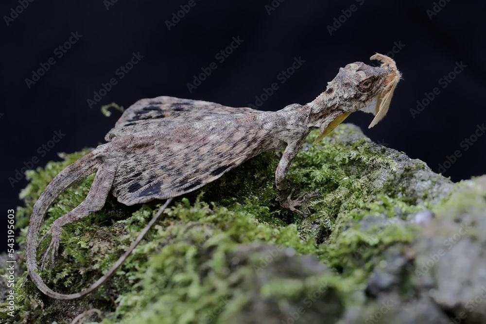 Reptile Indonesia Flying Draco