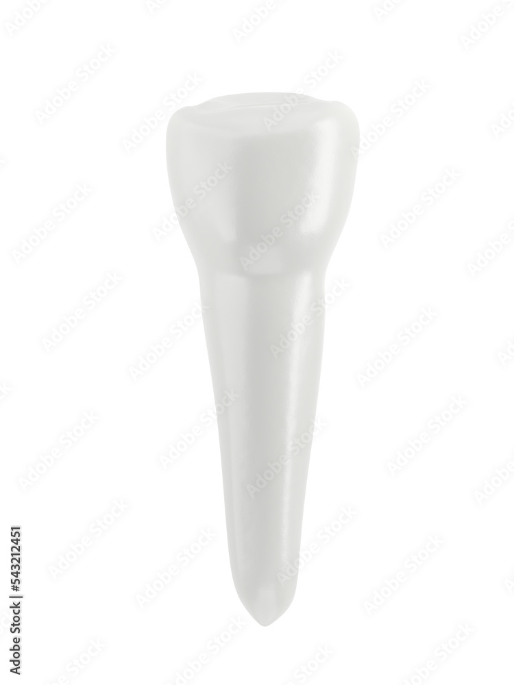 Premolar tooth. Isolated. Transparent background. 3d illustration ...