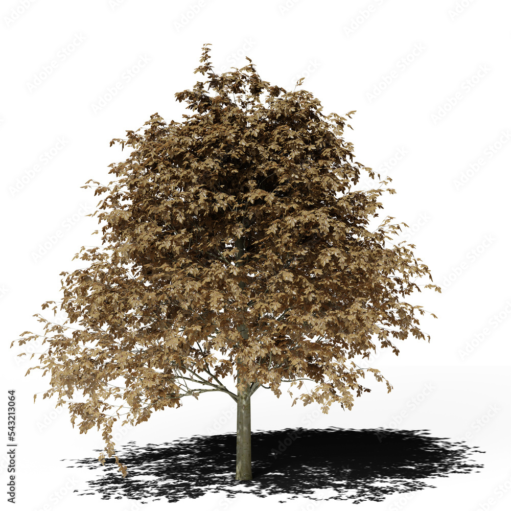 Beech tree in autumn. Hi-res, photorealistic 3d render for architecture ...