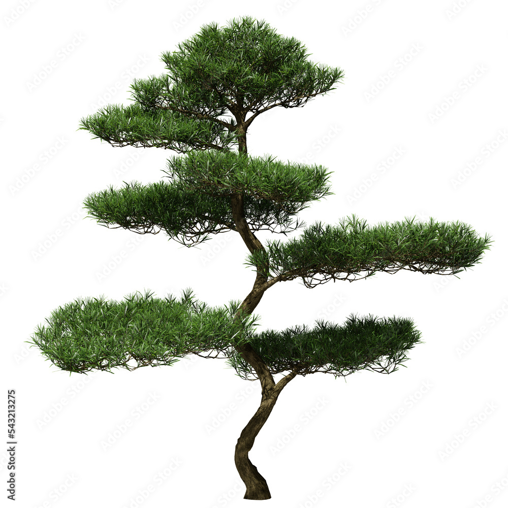 Buddhist pine conifer tree in spring or summer. Hi-res, photorealistic ...