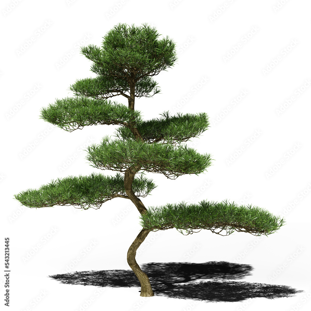 Buddhist pine conifer tree in spring or summer. Hi-res, photorealistic ...