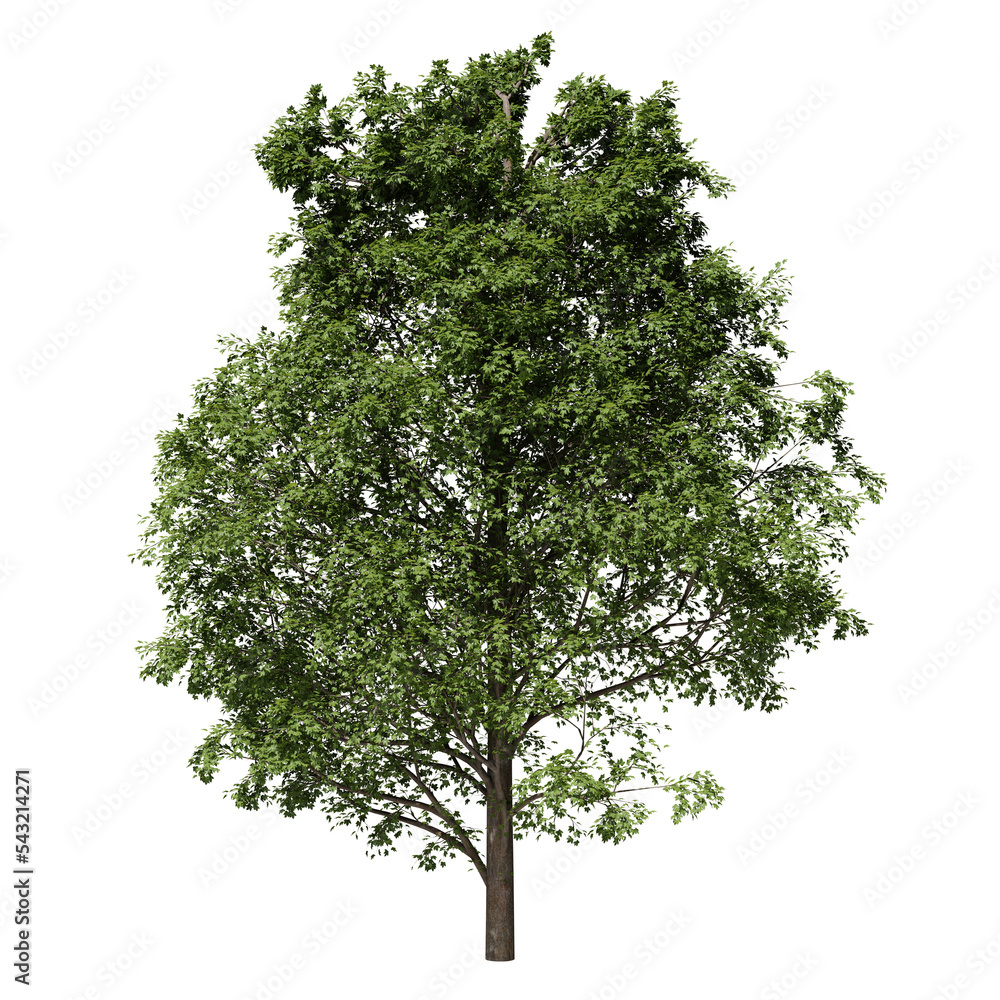 Maple, acer deciduous tree in spring or summer. Hi-res, photorealistic ...