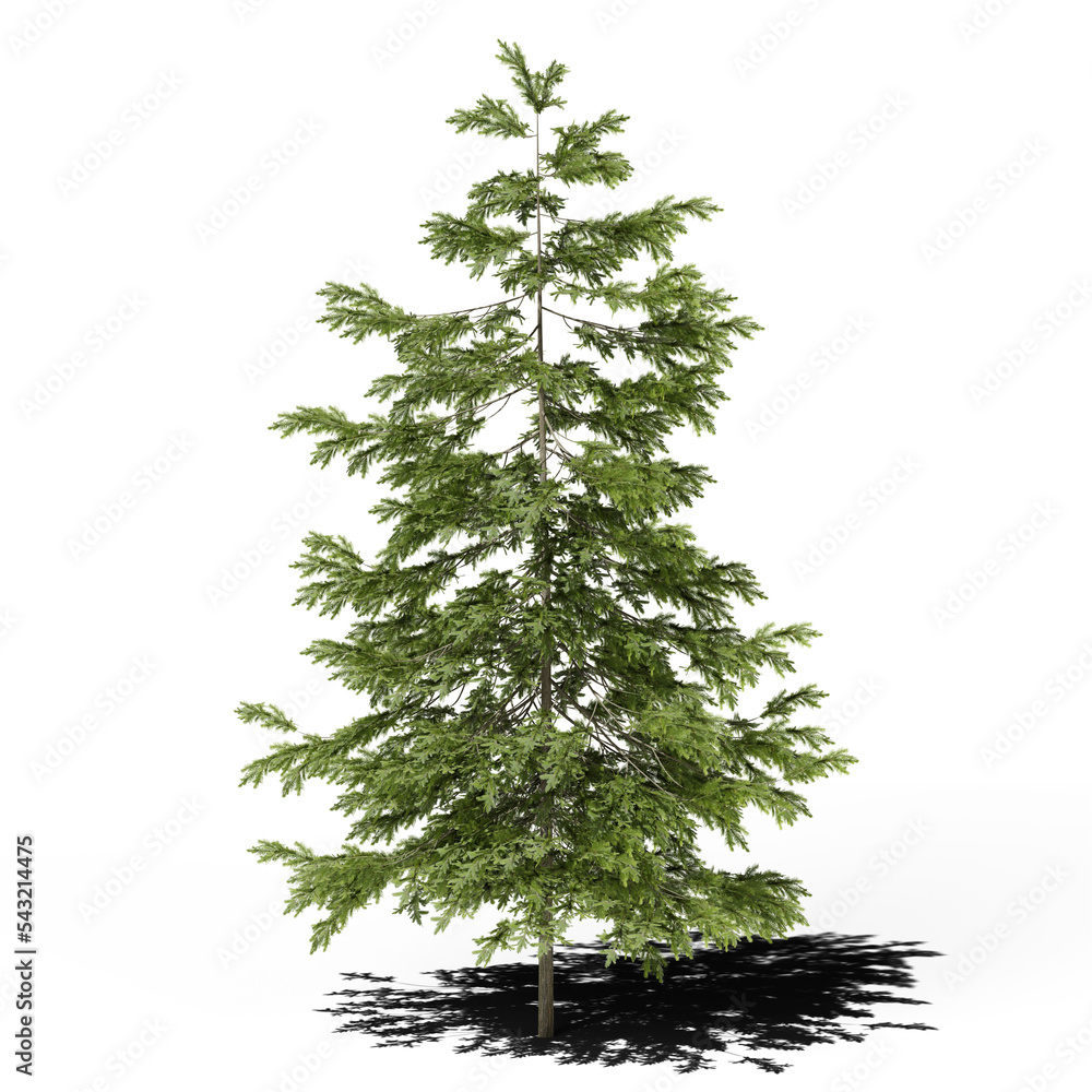 Spruce, picea, conifer pine tree. Hi-res, photorealistic 3d render for ...