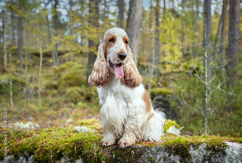 Portrait of an English cocker spaniel of orange roan color. Summer ...