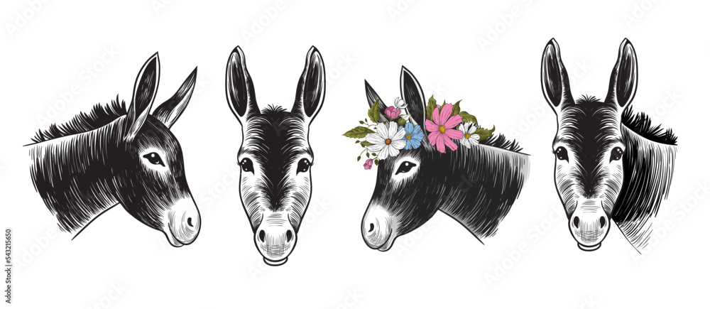.Donkey heads. Hand drawn realistic animal portrait. Vintage vector set ...