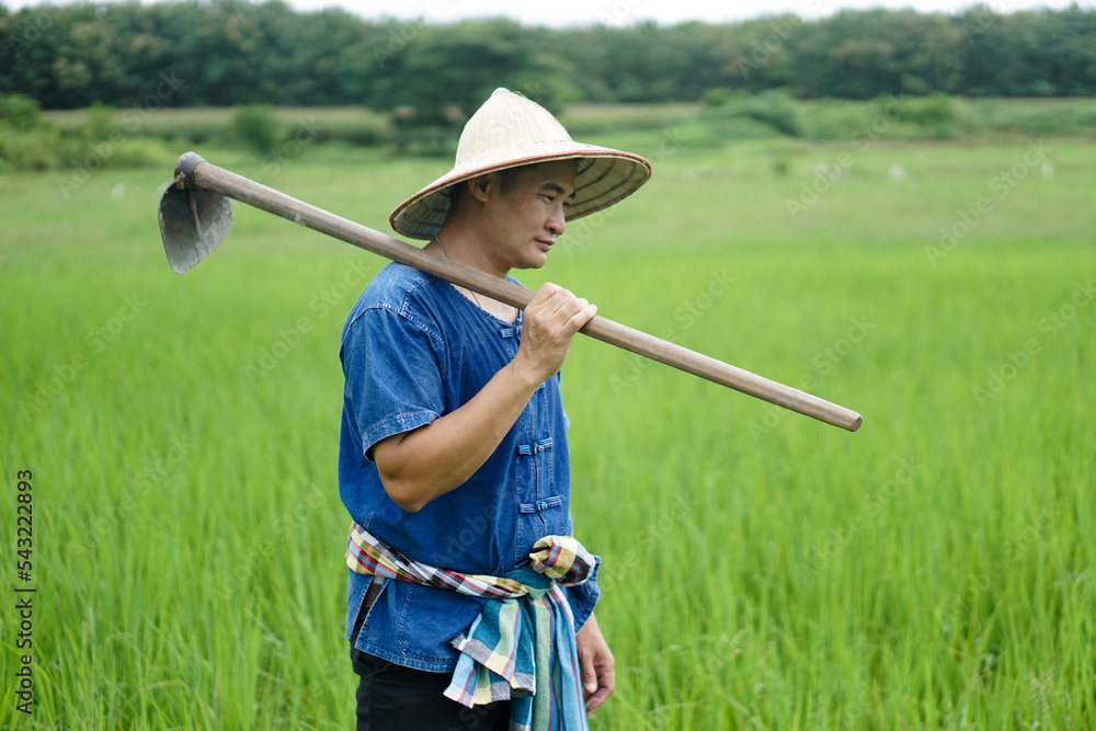 Asian man farmer is at paddy field, wears hat, blue shirt and holds a ...