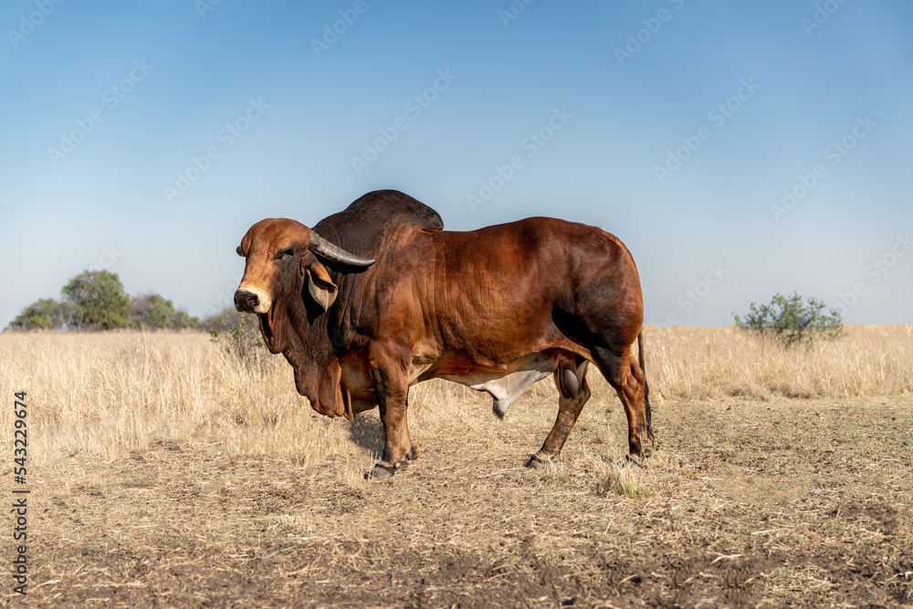 American Brahman Bull Stock Photo | Adobe Stock