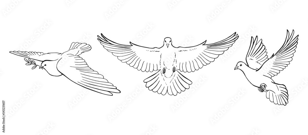 Set of dove outline. Line art style isolated. Hand drawn vector ...