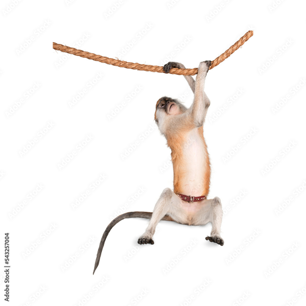 Monkey Png Format With Transparent Background Stock Photo | Adobe Stock