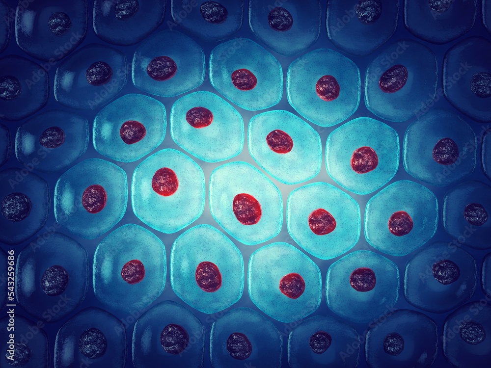 Human skin cells, Skin anatomy. Embryonic stem cell colony, Cellular ...