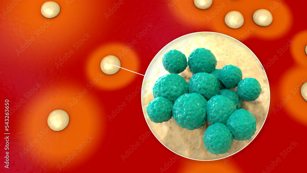 Bacteria Staphylococcus aureus, 3D illustration Stock Illustration ...