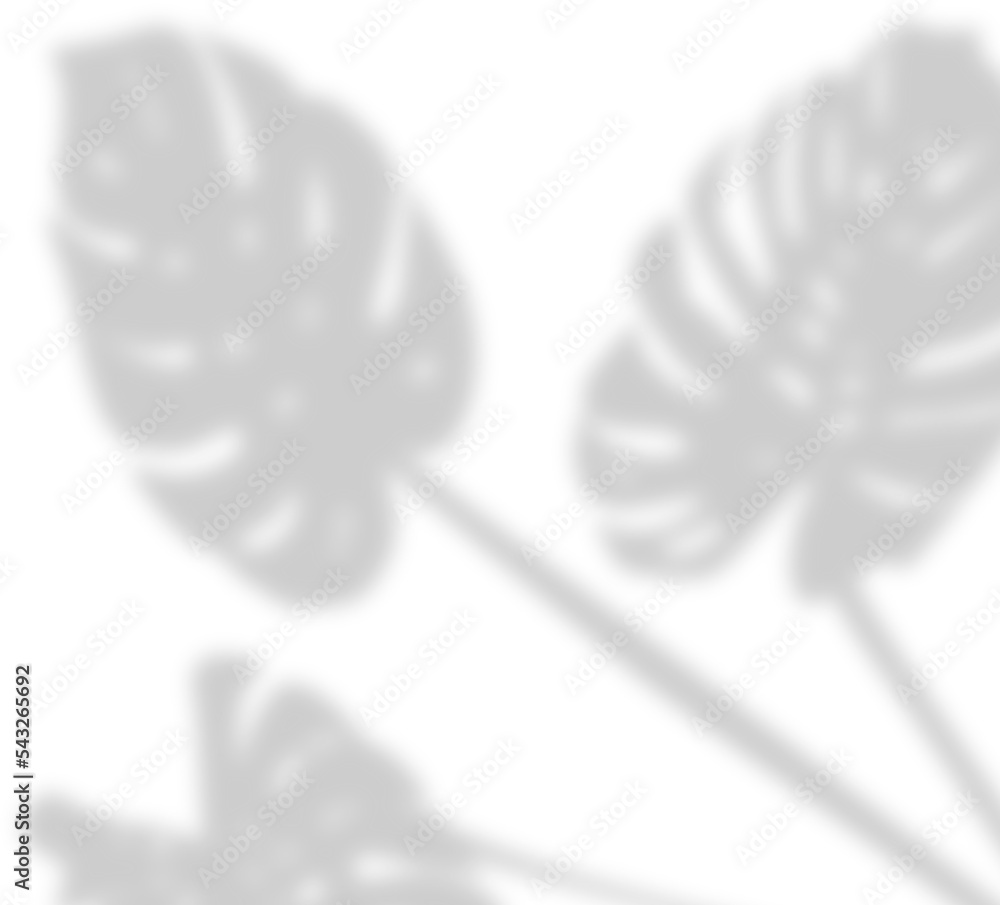 Transparent natural plant shadow. Light effect overlay. Mesh grid ...