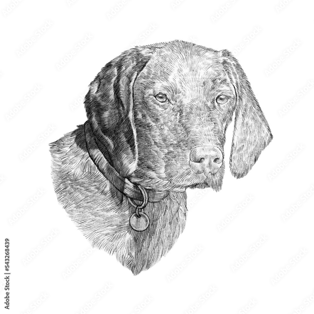 Black and White drawing of Vizsla dog isolated on white background ...