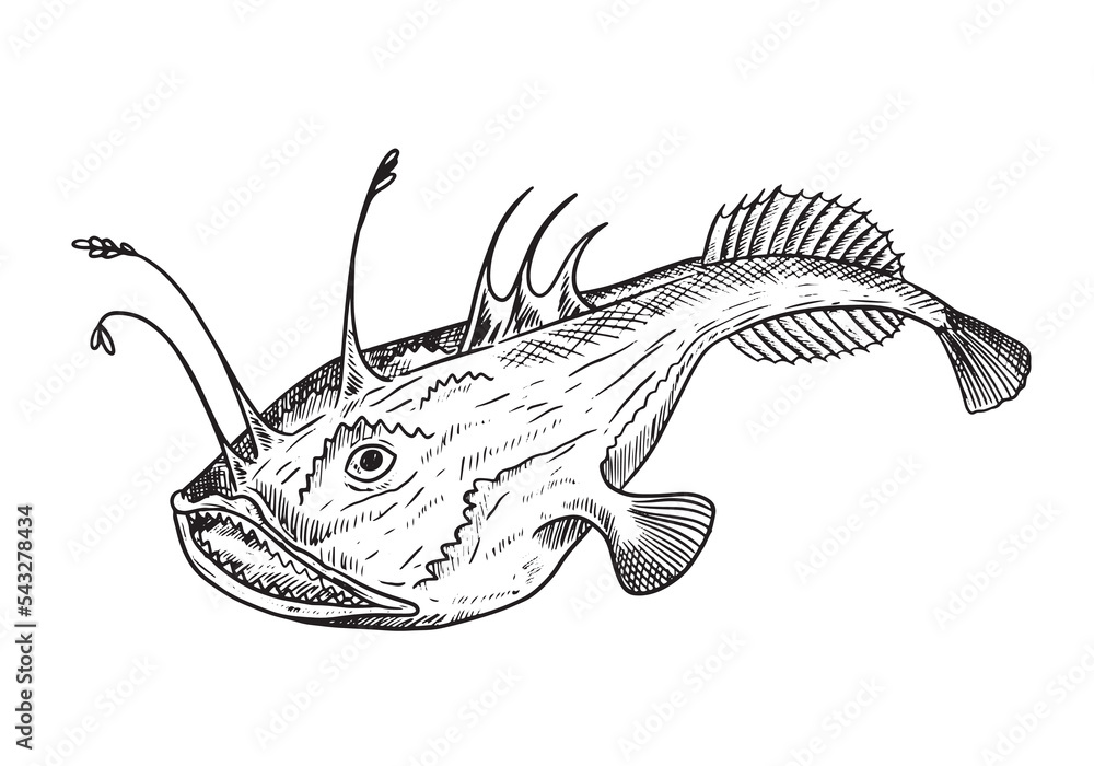 Vector illustration of monkfish drawing with lines white background ...