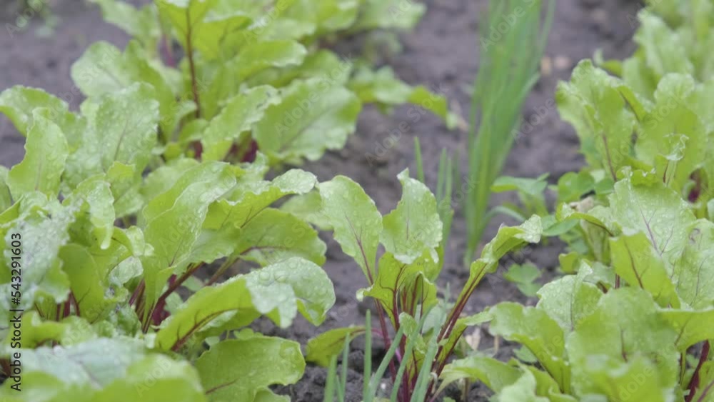Vidéo Stock Maroon in the garden. BMaroon grows in the garden. Beet ...